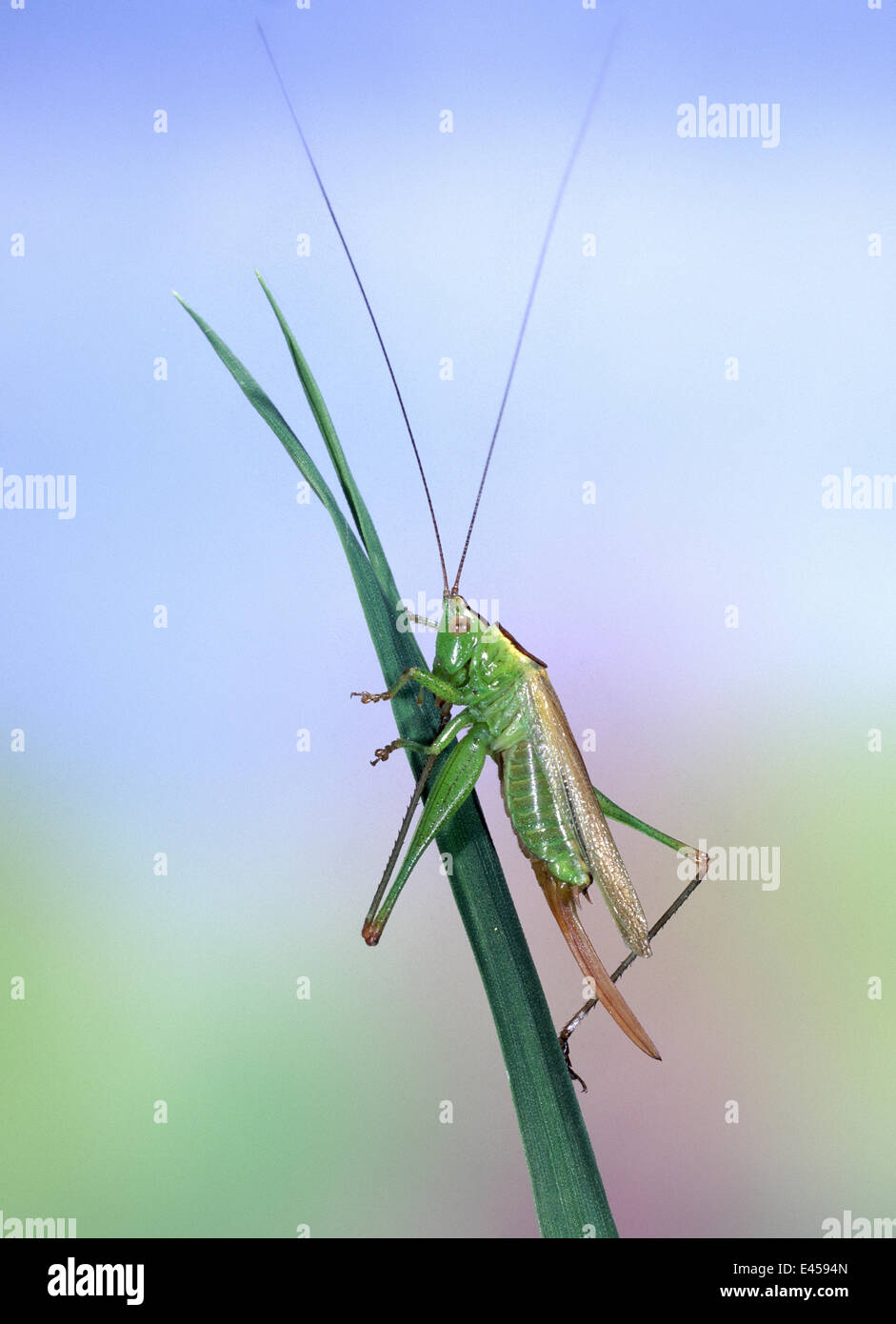 Long winged conehead cricket uk hi-res stock photography and images - Alamy