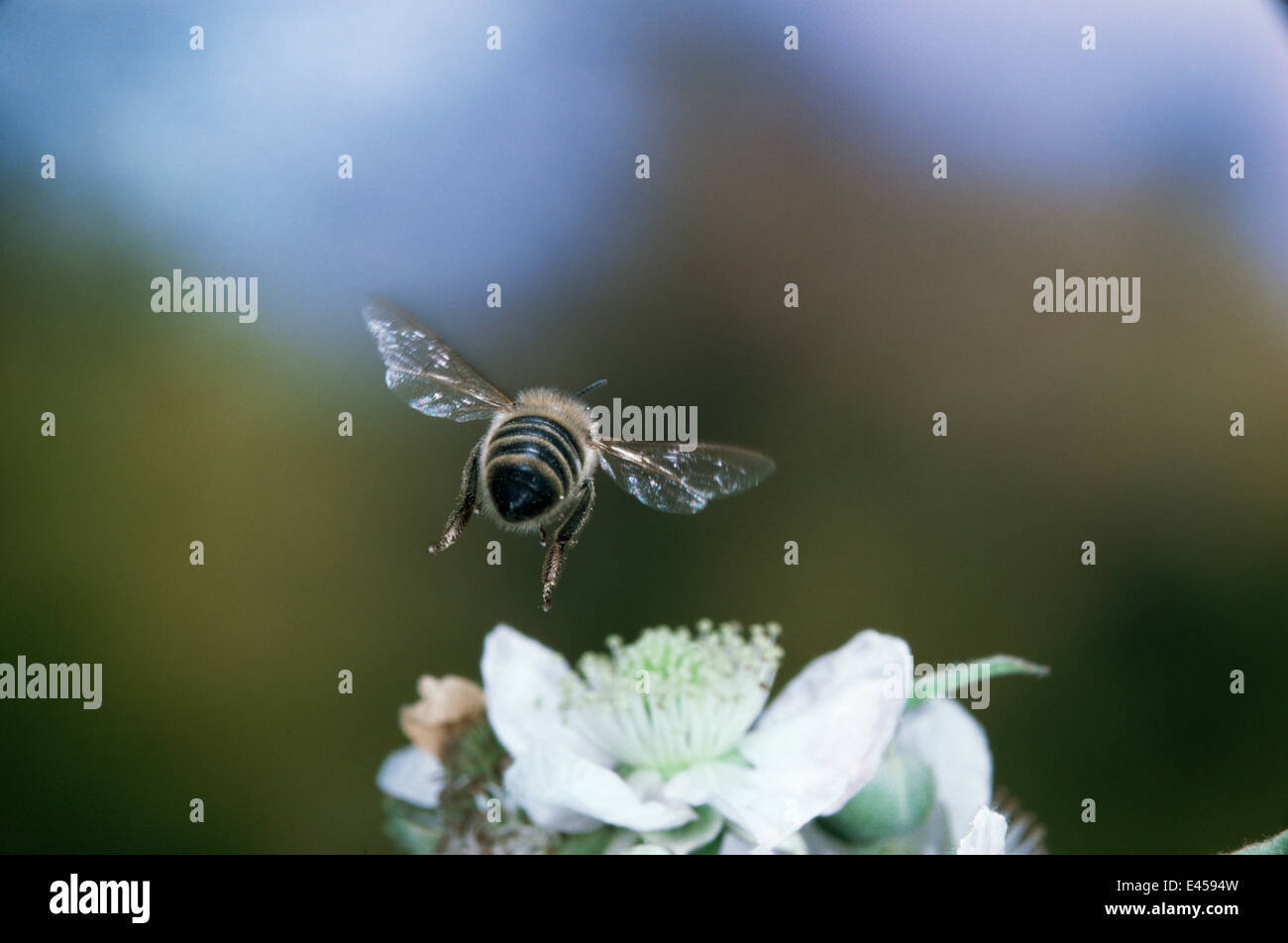 Rear view of Honey bee [Apis mellifera] worker in flight Stock Photo ...