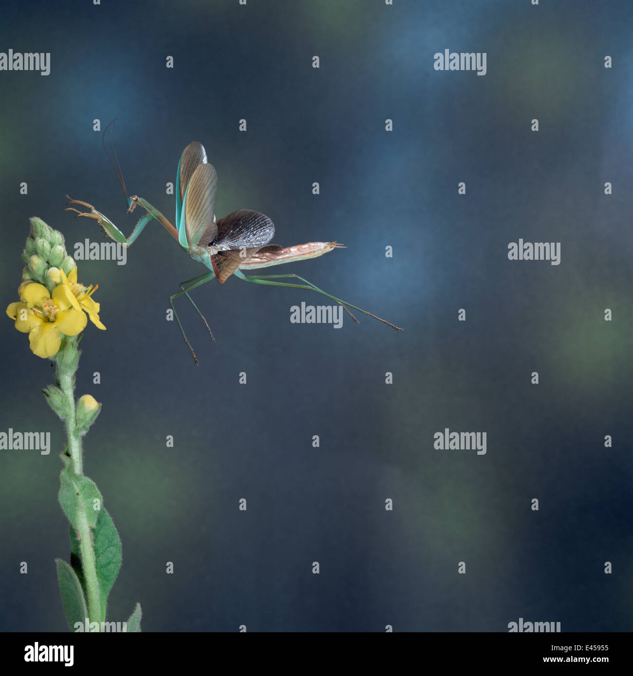 Japanese praying mantis {Paratenodera ardifolia} adult in flight Stock ...