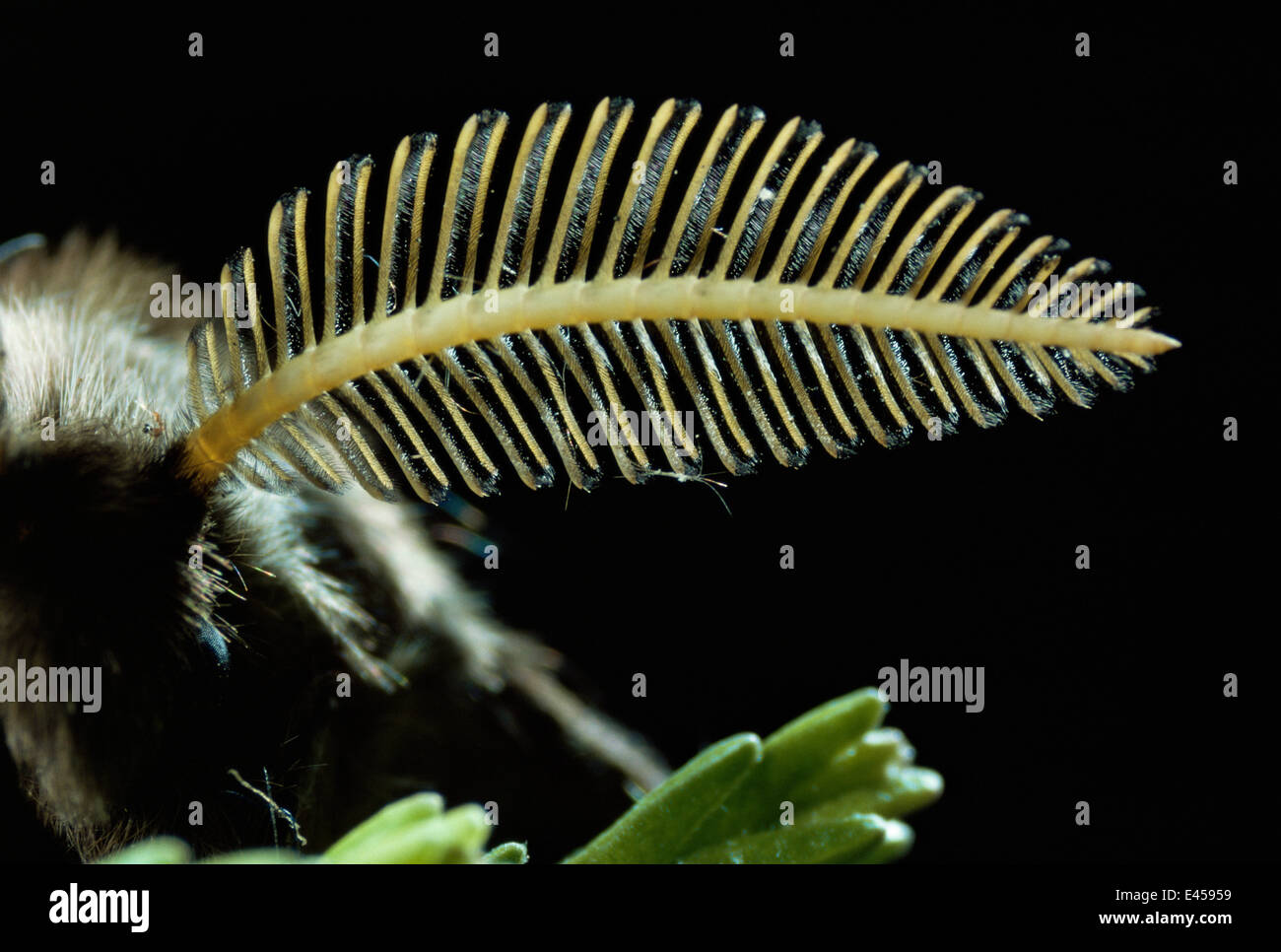 Close up emperor moth antenna hi-res stock photography and images - Alamy