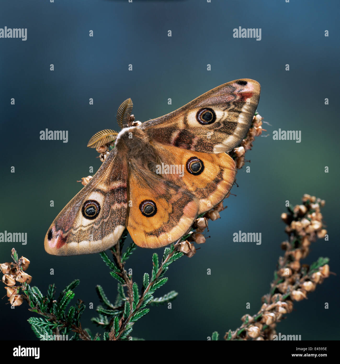 Emperor moth {Saturnia pavonia} male on heather UK Stock Photo - Alamy