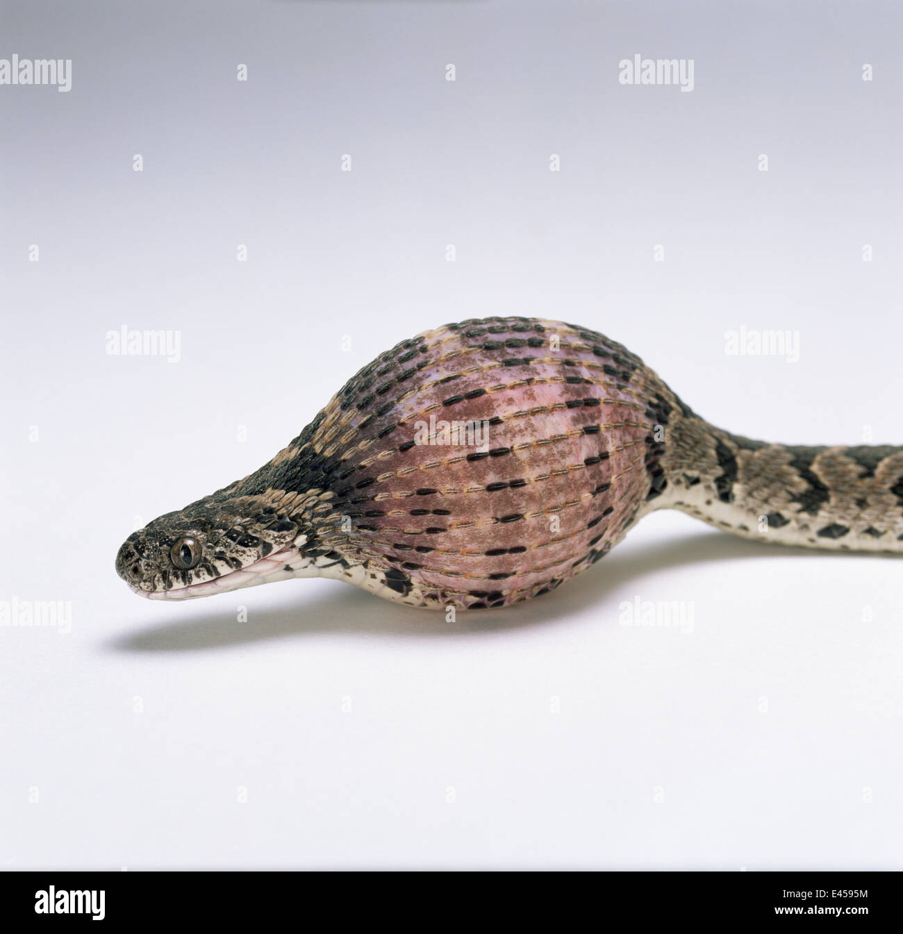Egg eating snake about to crush egg it has swallowed. Sequence 5/8 ...
