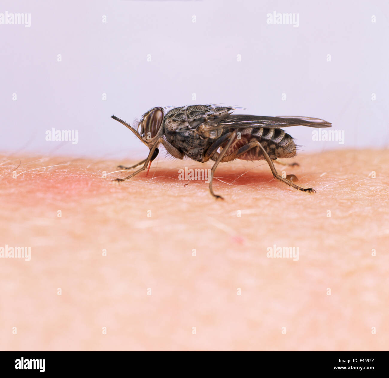 Glossina morsitans hi-res stock photography and images - Alamy