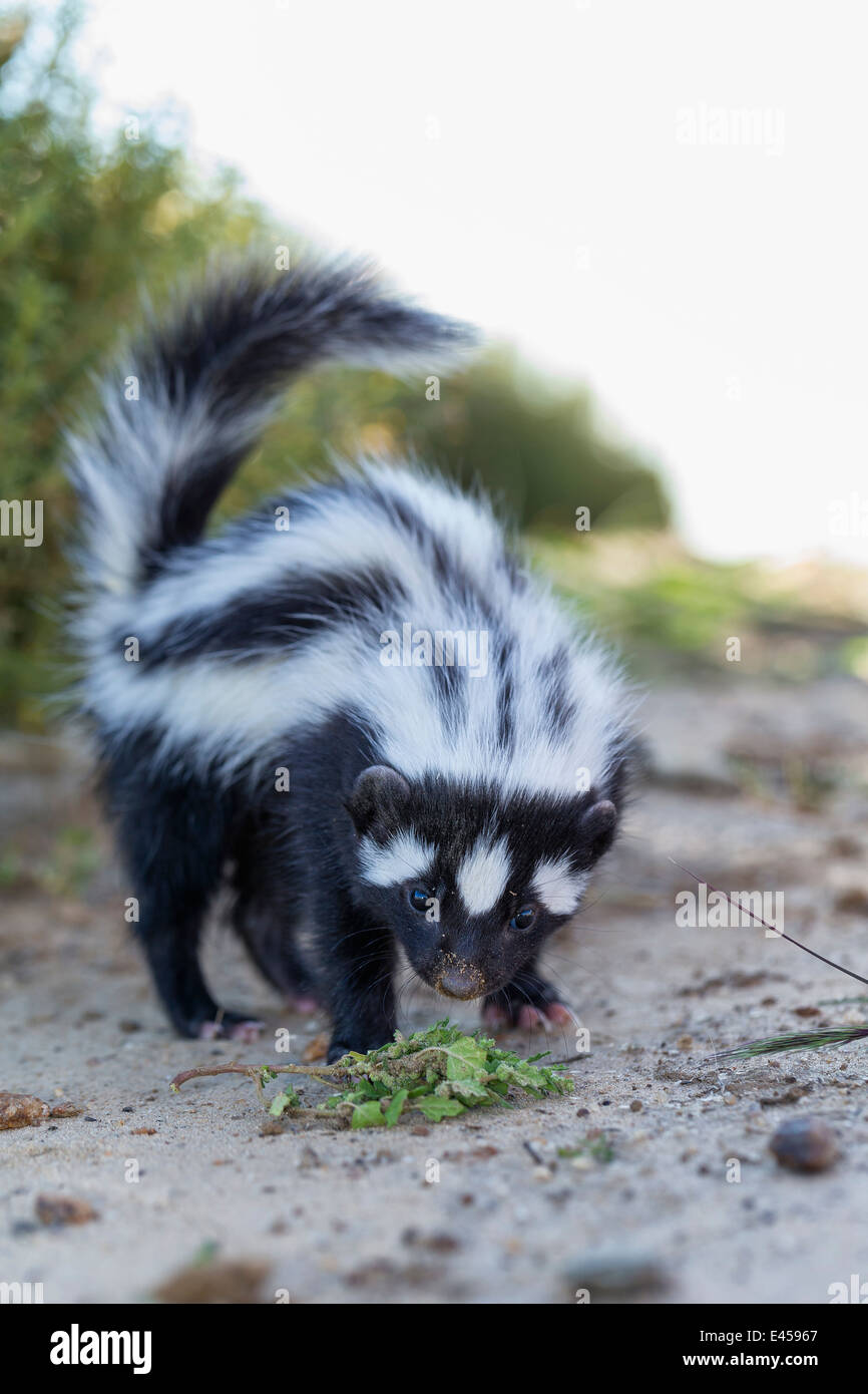 Polecat Vs Skunk