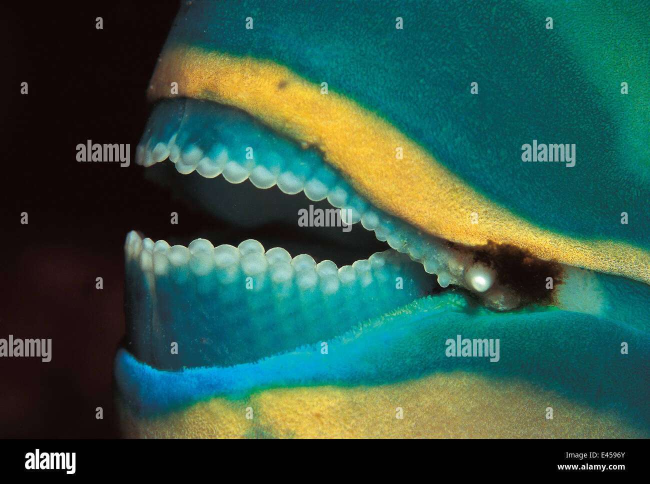 Parrot Fish Teeth