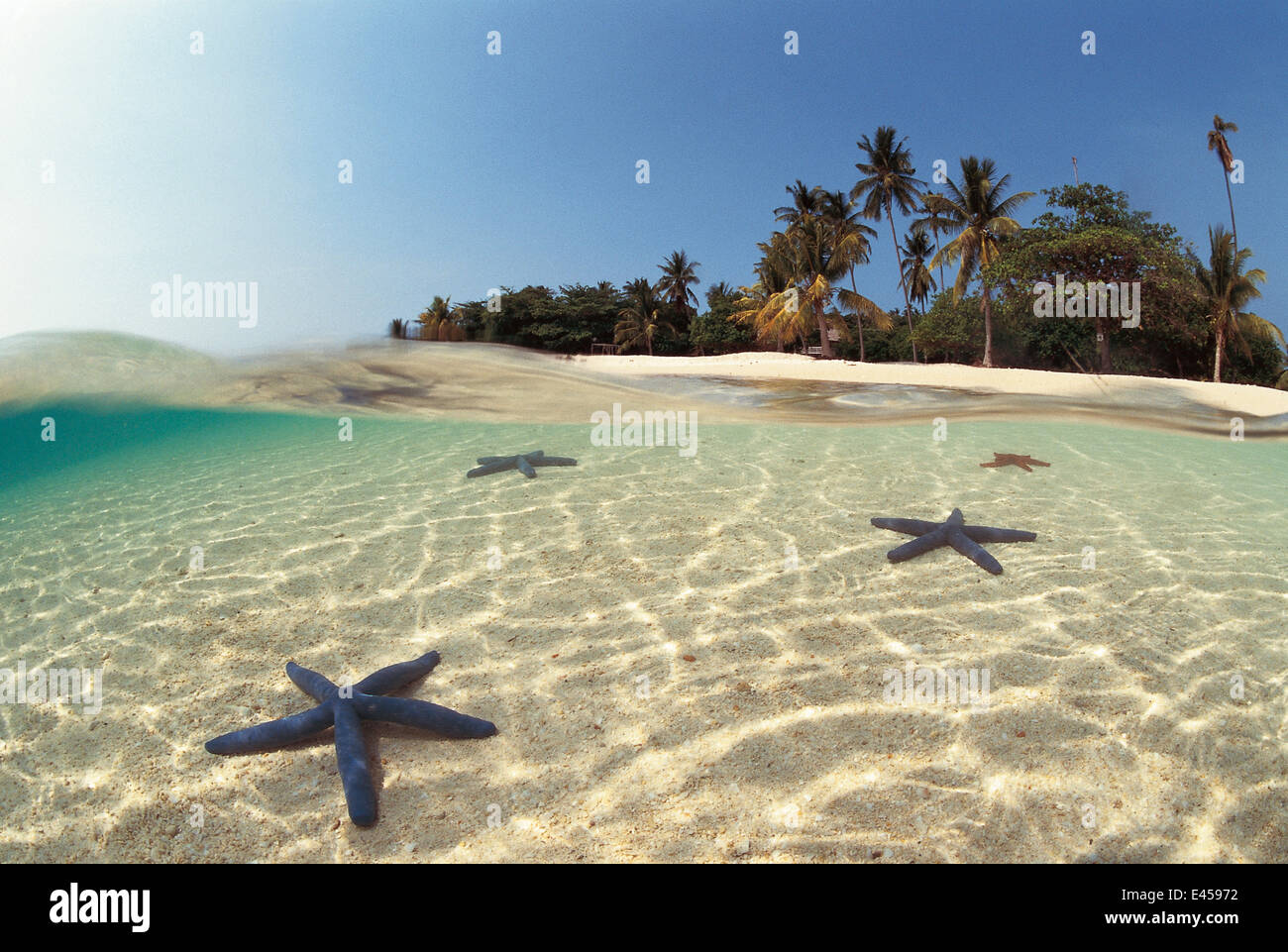 Starfish {Linckia laevigata} in shallow water Indonesia Stock Photo - Alamy