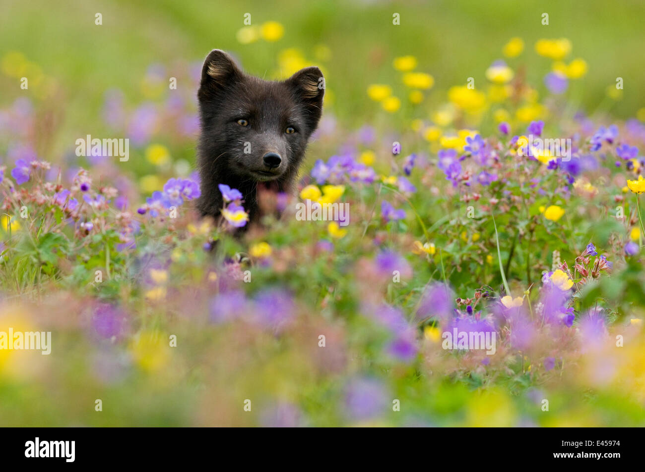Purple foxes hi-res stock photography and images - Alamy