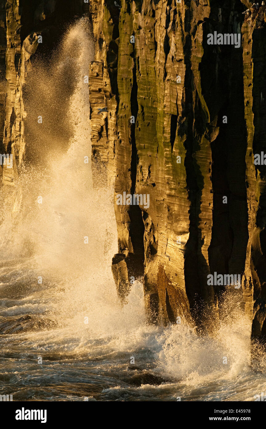 Waves beating against basalt columns at sunrise, Langanes peninsula ...