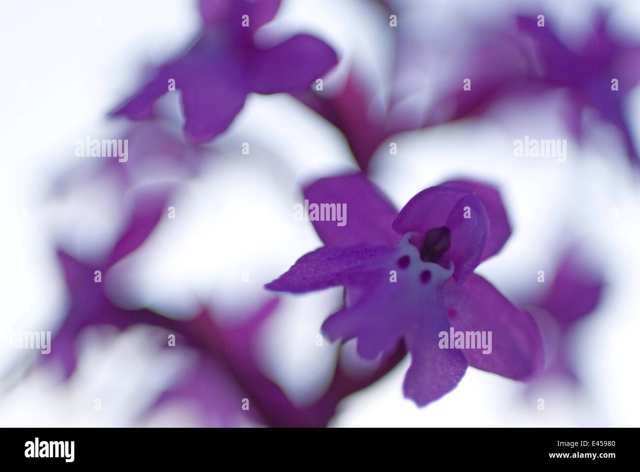 Four-spotted orchid (Orchis quadripunctata) in flower, Monte Sacro ...