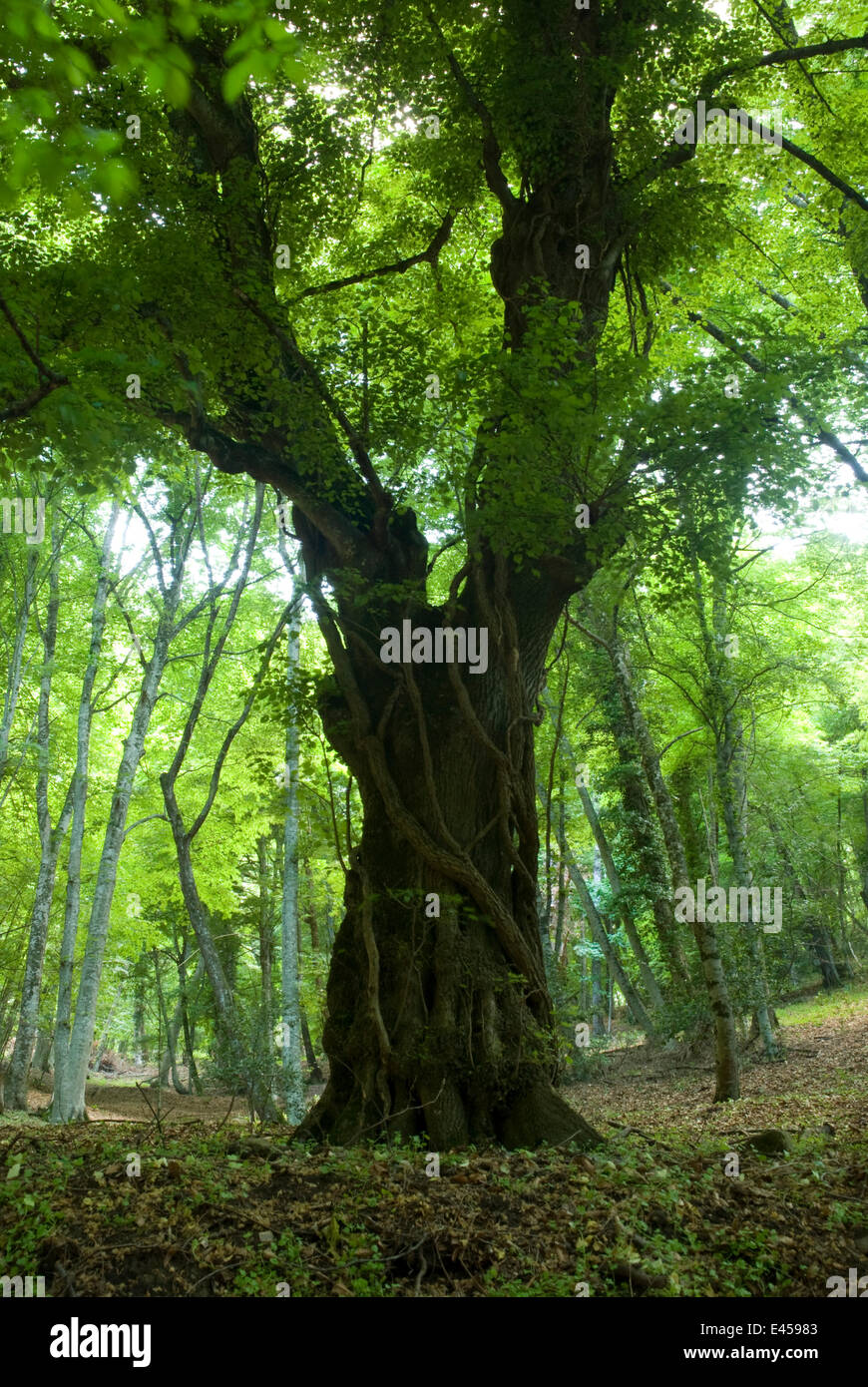 Old tree, Foresta Umbra, Gargano National Park, Gargano Peninsula ...