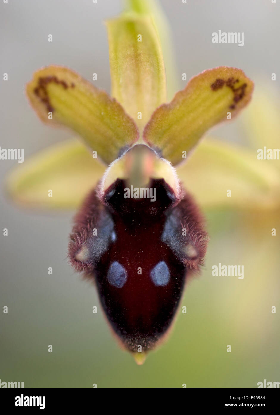 Promontory orchid (Ophrys promontorii) flower, Monte Sacro, Gargano ...