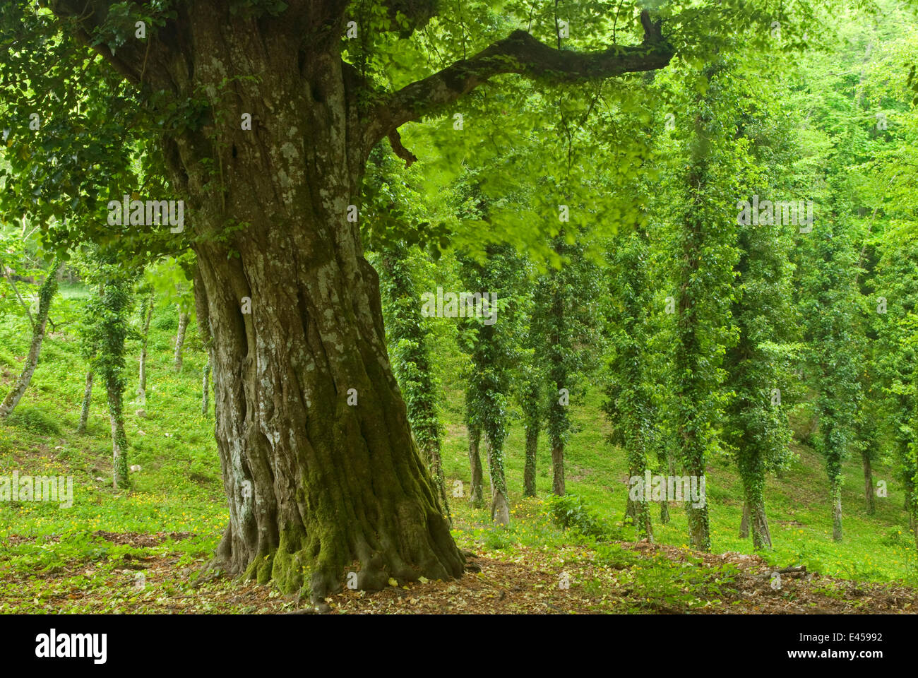 Trees in the Foresta Umbra, Gargano National Park, Gargano Peninsula ...