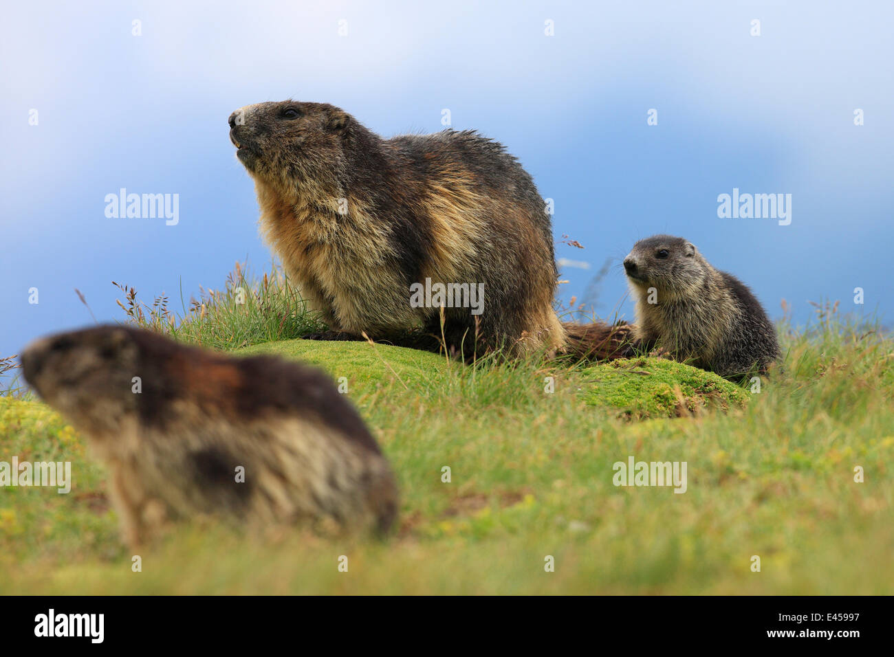 Alpine Marmot Family Stock Photos & Alpine Marmot Family Stock Images ...