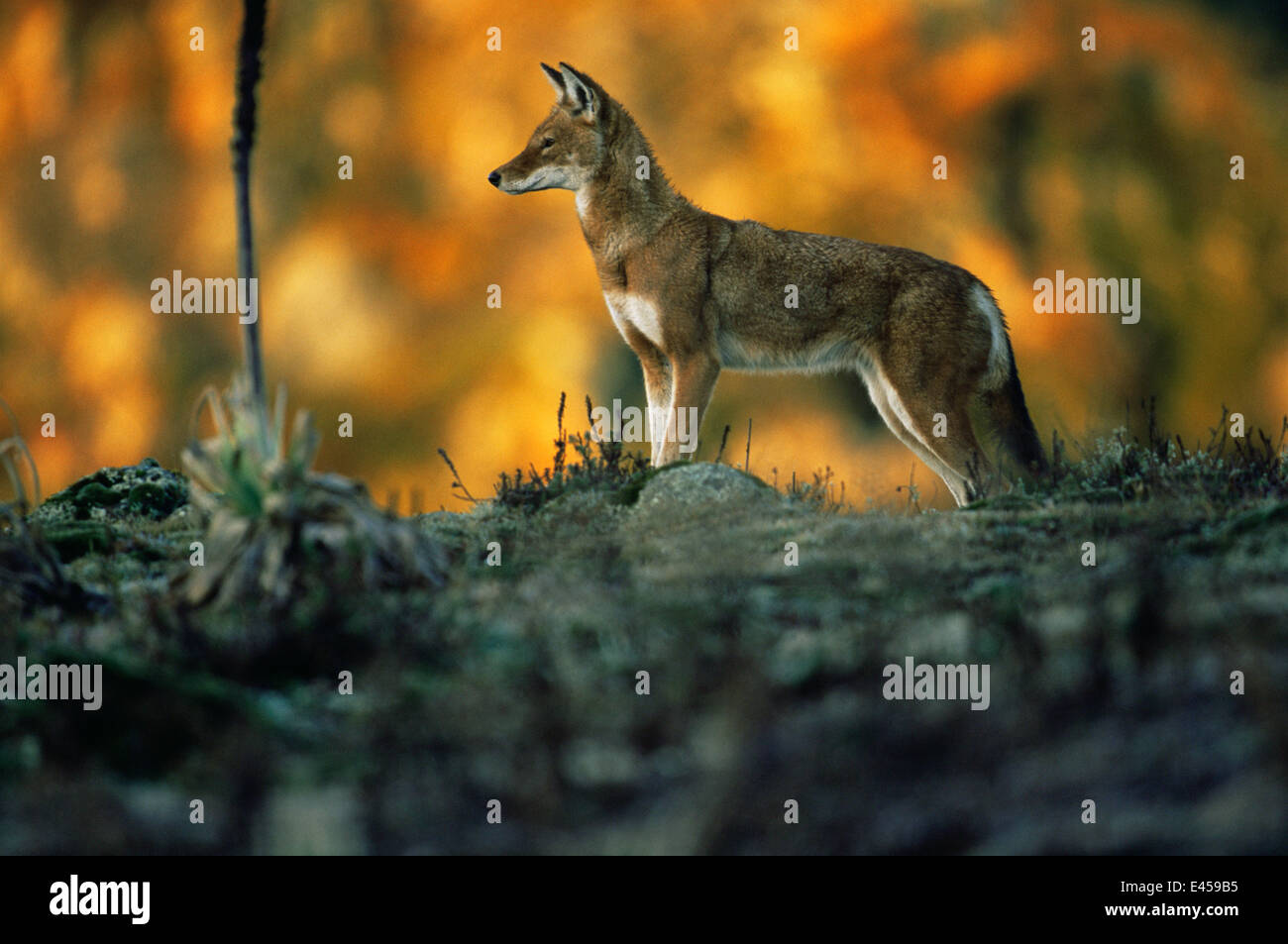 Simien jackal / Ethiopian wolf {Canis simensis} Bale Mountains, Bale NP, Ethiopia Stock Photo ...
