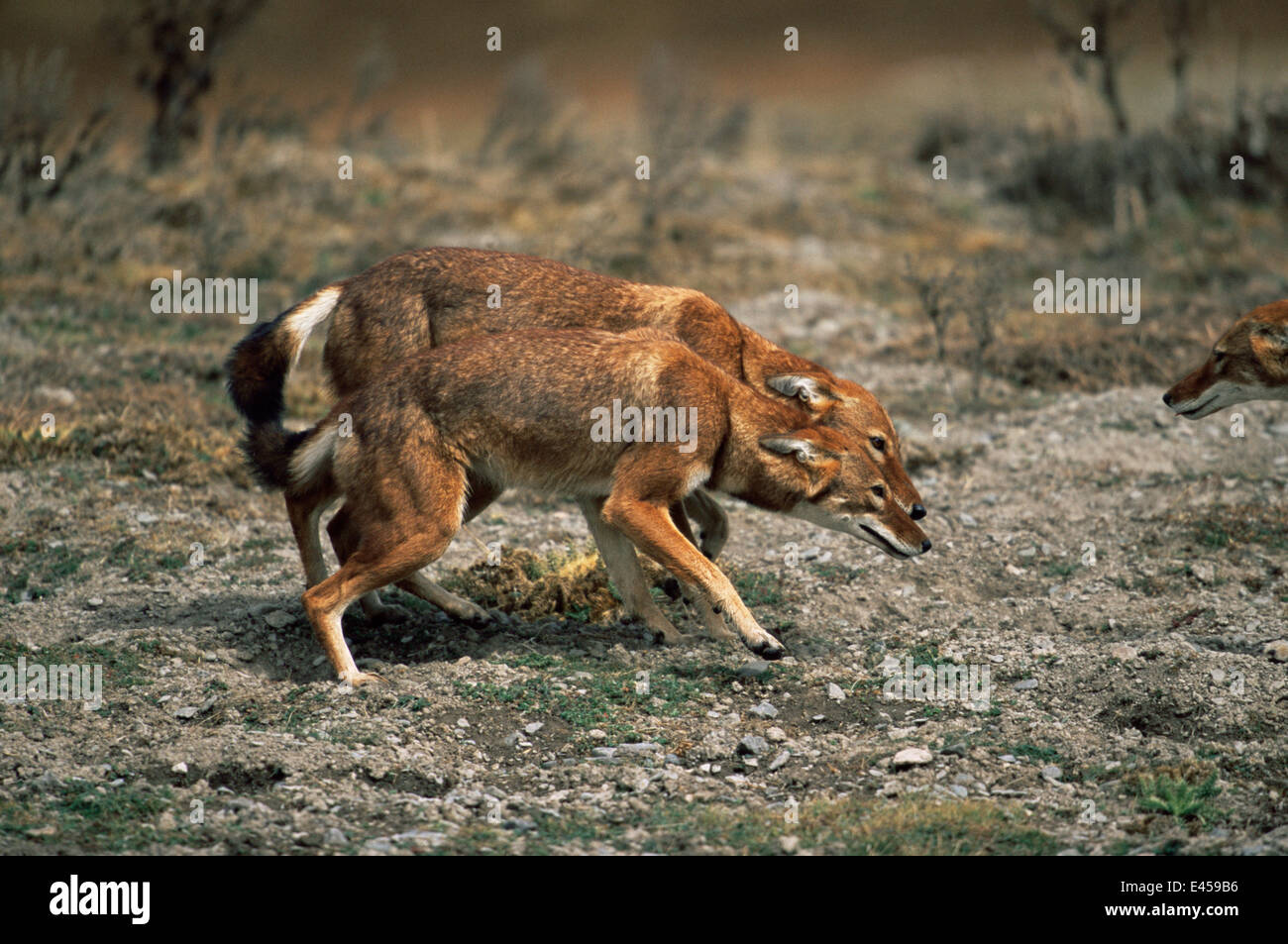 Simien jackals / Ethiopian wolf {Canis simensis} greeting behaviour ...