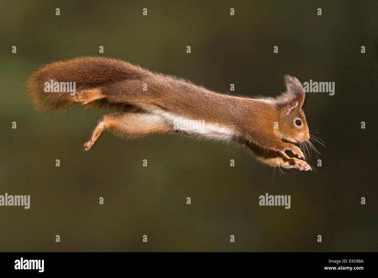 Red squirrel leaping {Sciurus vulgaris} Germany Stock Photo - Alamy