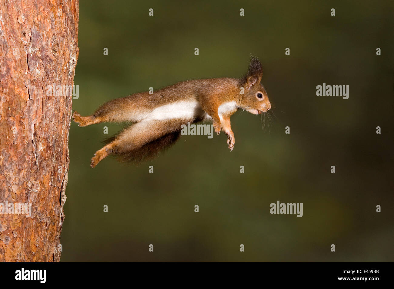 Red squirrel leaping from tree trunk {Sciurus vulgaris} Germany ...