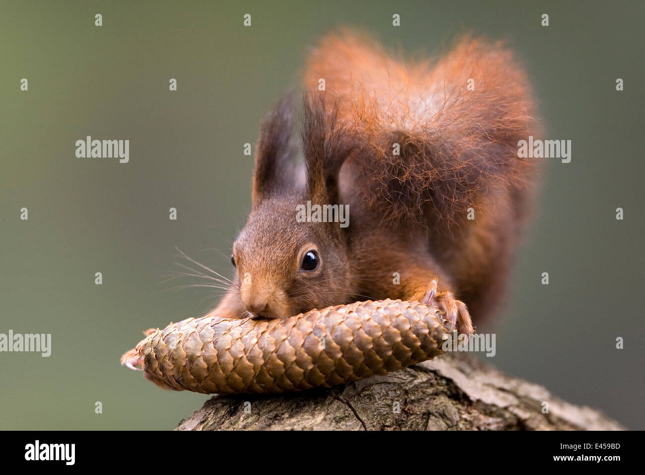 German squirrel hi-res stock photography and images - Alamy