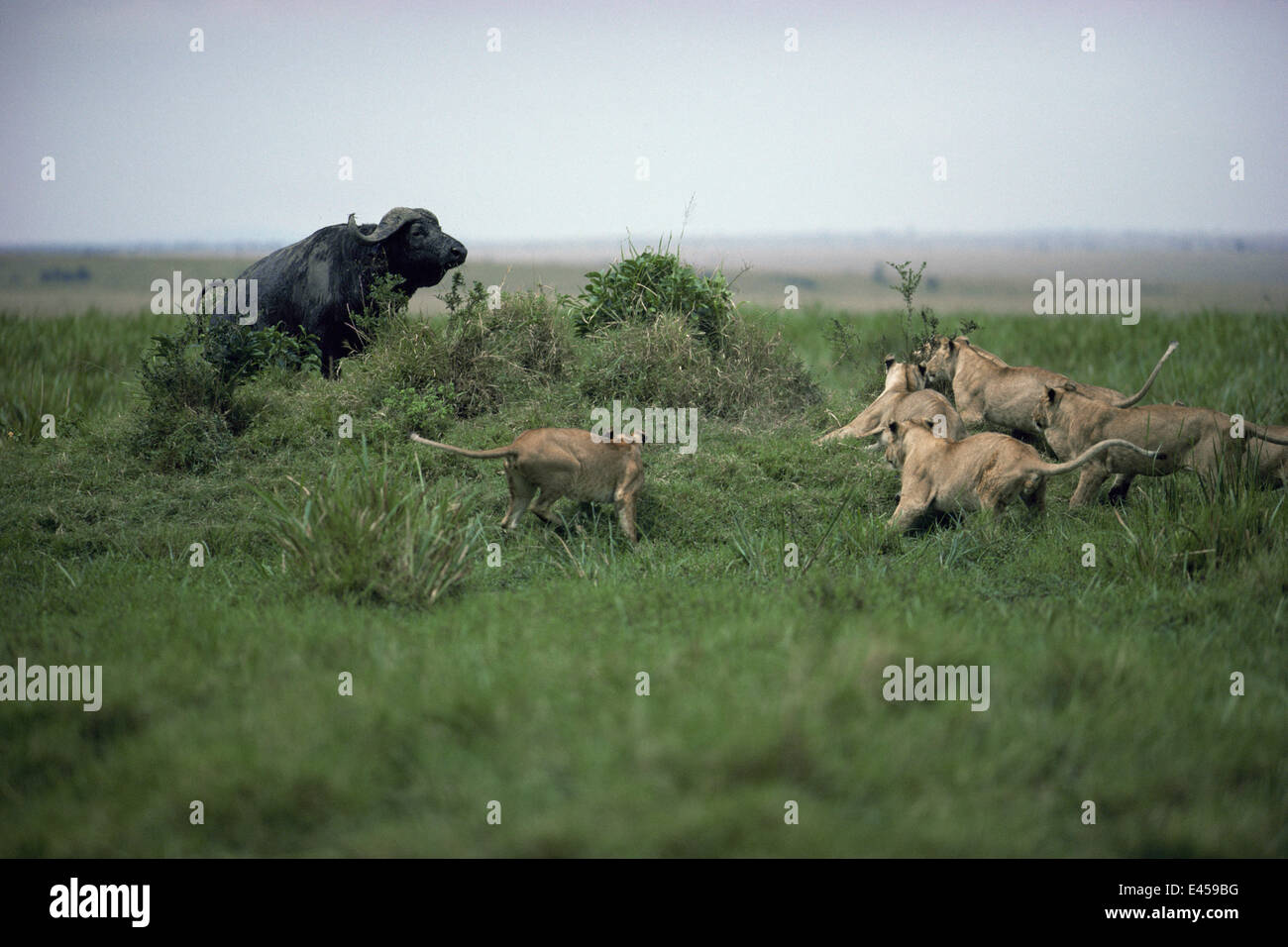 Lions hunting pack hi-res stock photography and images - Alamy