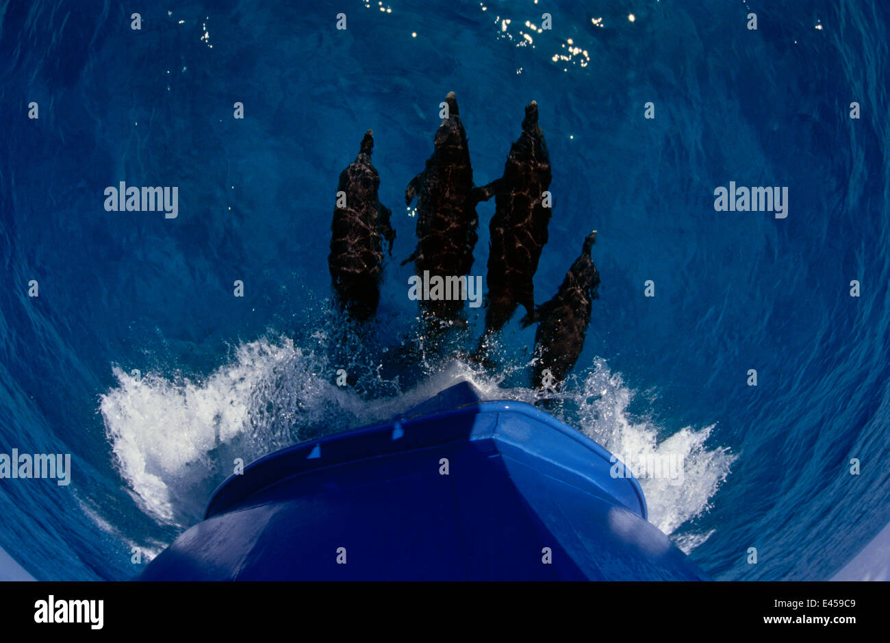 Dolphin riding bow wave hi-res stock photography and images - Alamy