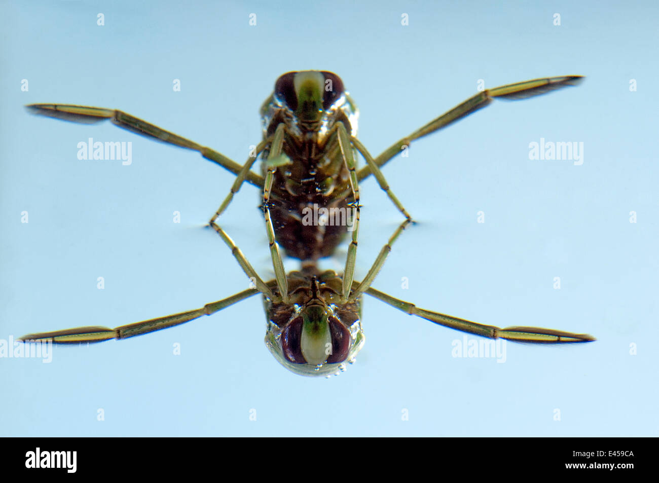 Backswimmer insects hi-res stock photography and images - Alamy