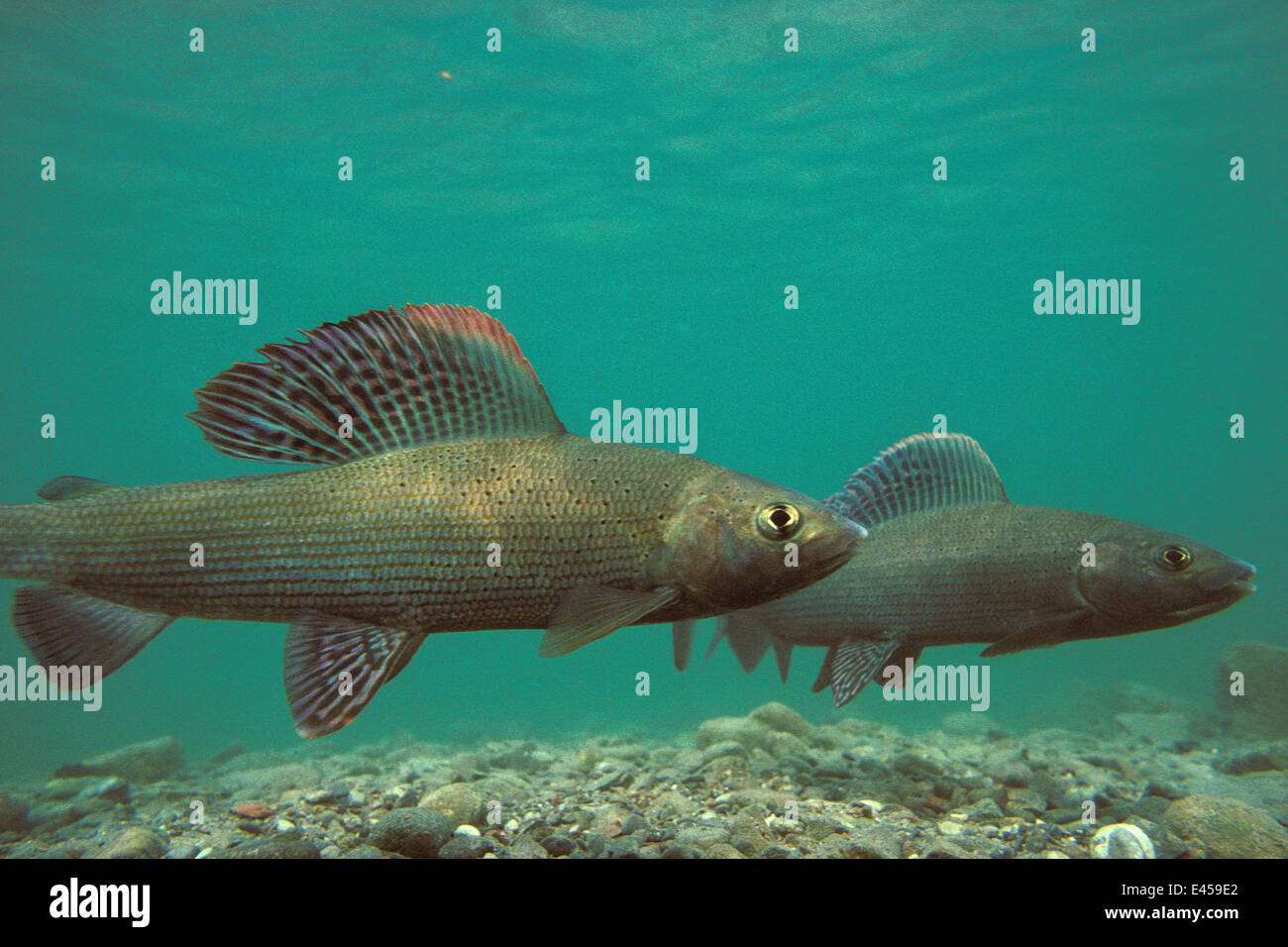 European Grayling (Thymallus thymallus), Males at spawning ground, Lake ...