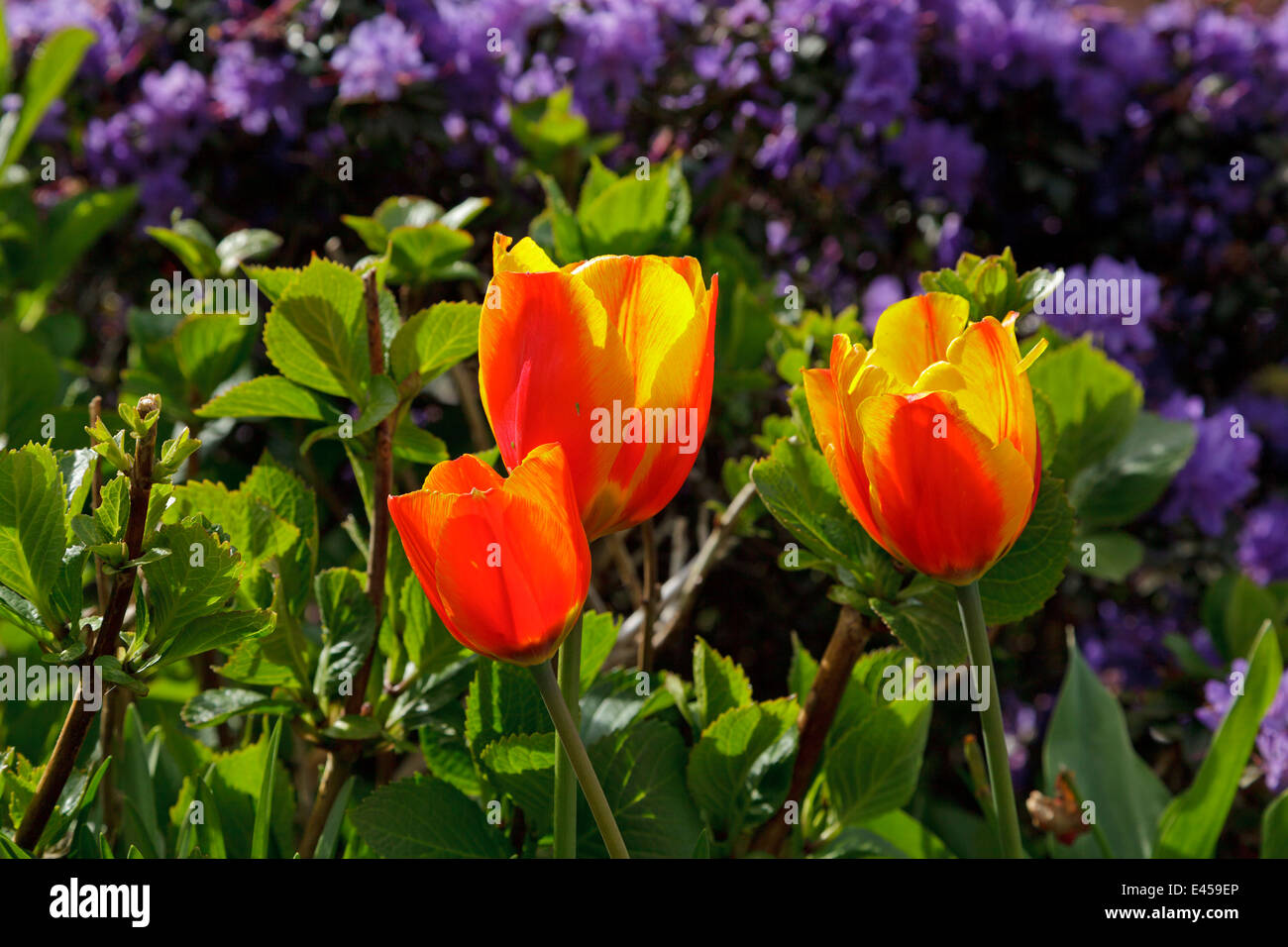 tulips in a front garden Stock Photo - Alamy