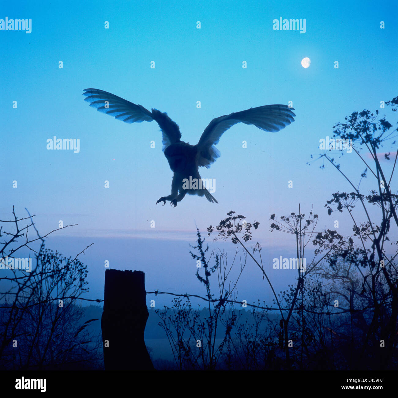 Moon barn owl hi-res stock photography and images - Alamy