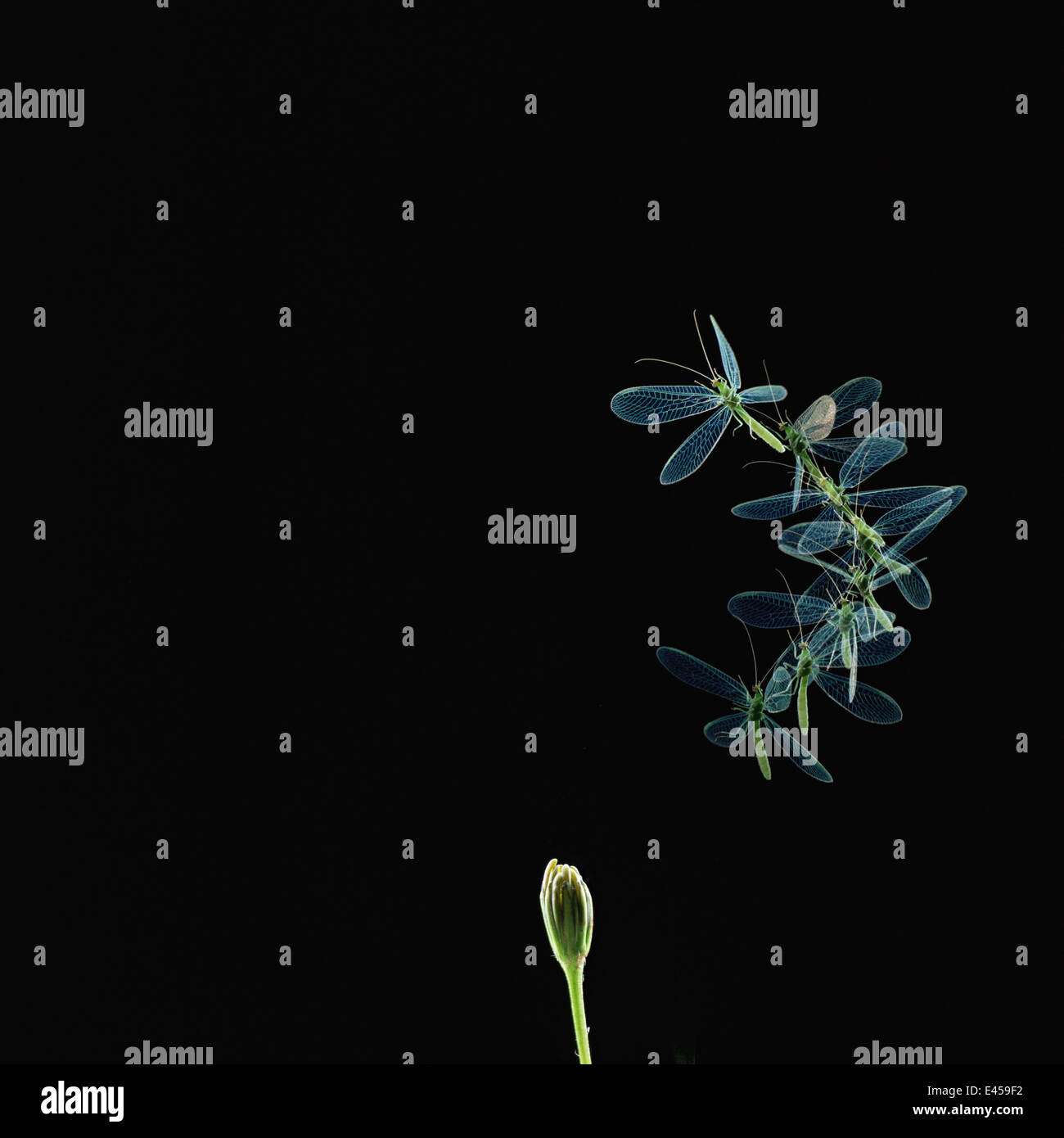 Green lacewing {Chrysopidae} taking off, 8 image multiple exposure. UK ...