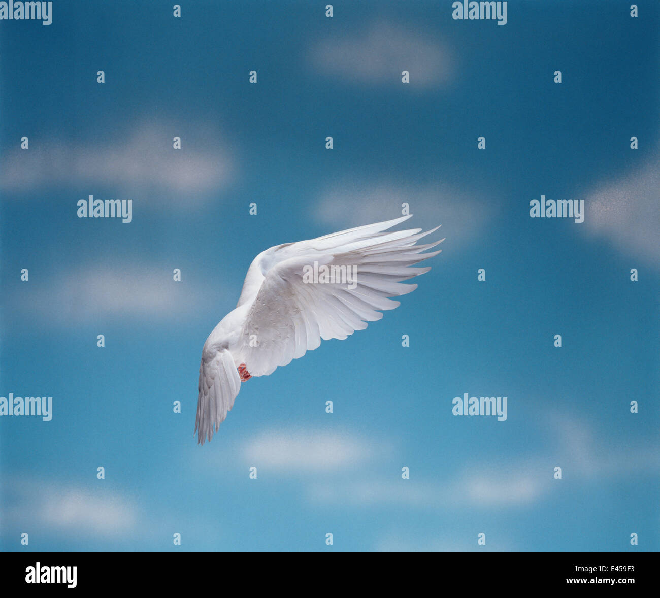 Pigeon-garden fantail / Rock Dove {Columba livia} flying. Captive. UK ...