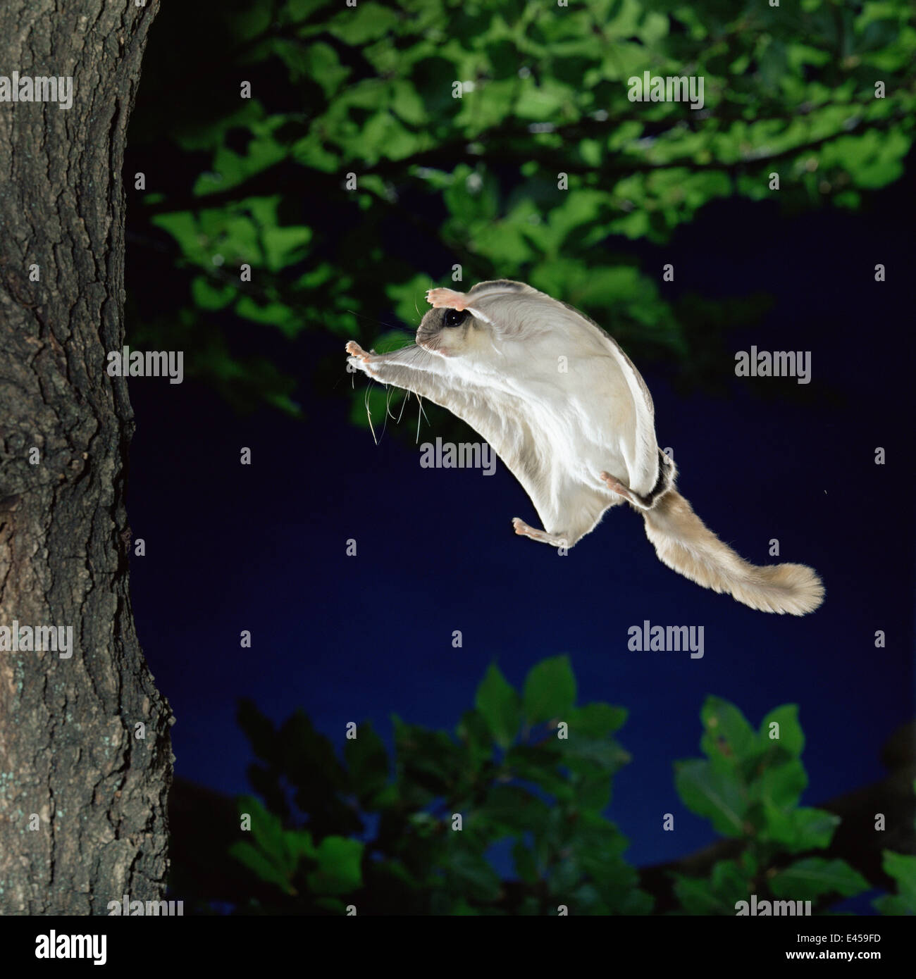 Southern flying squirrel {Glaucomys volans} landing on tree trunk ...