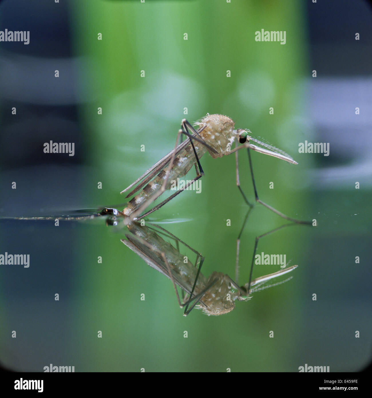 Mosquito {Culex pipiens} female emerging from aquatic pupa, UK Stock ...