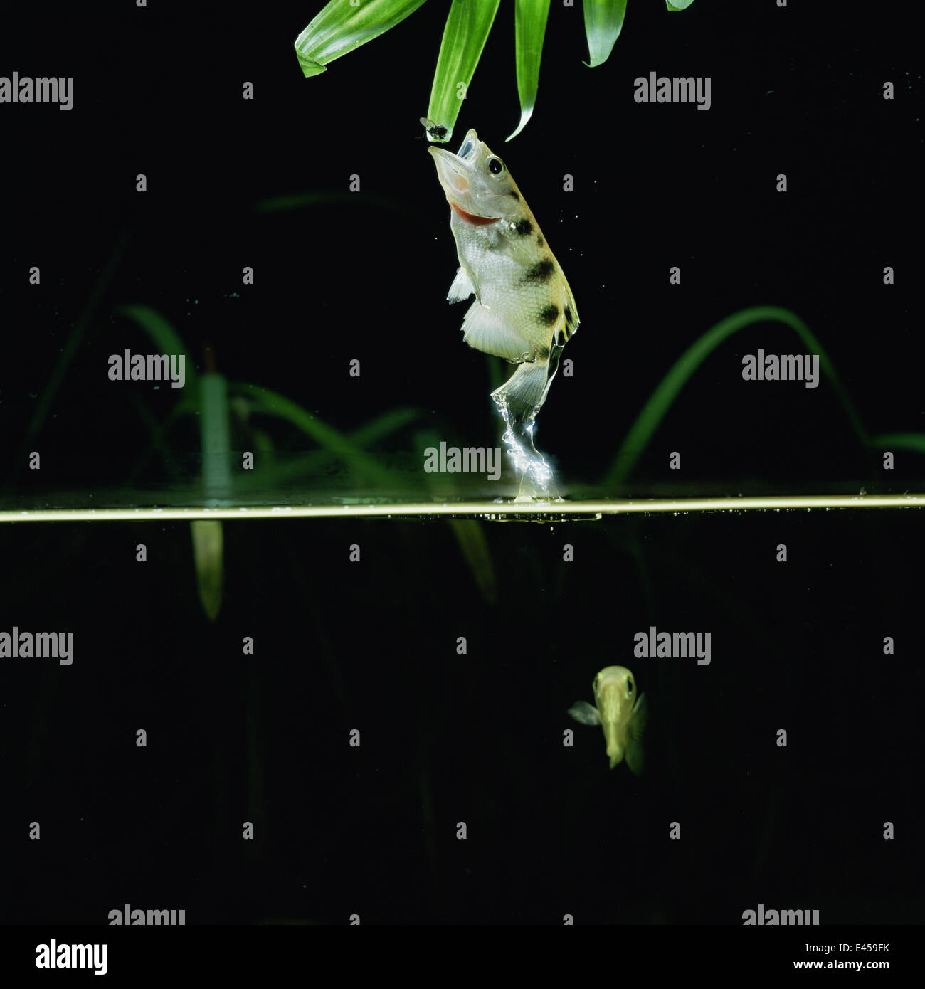 Underwater animals insects fish hi-res stock photography and images - Alamy