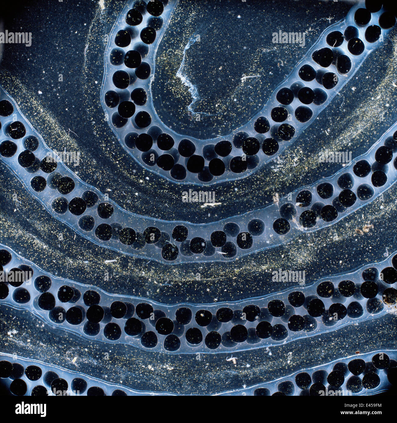 Toadspawn hi-res stock photography and images - Alamy