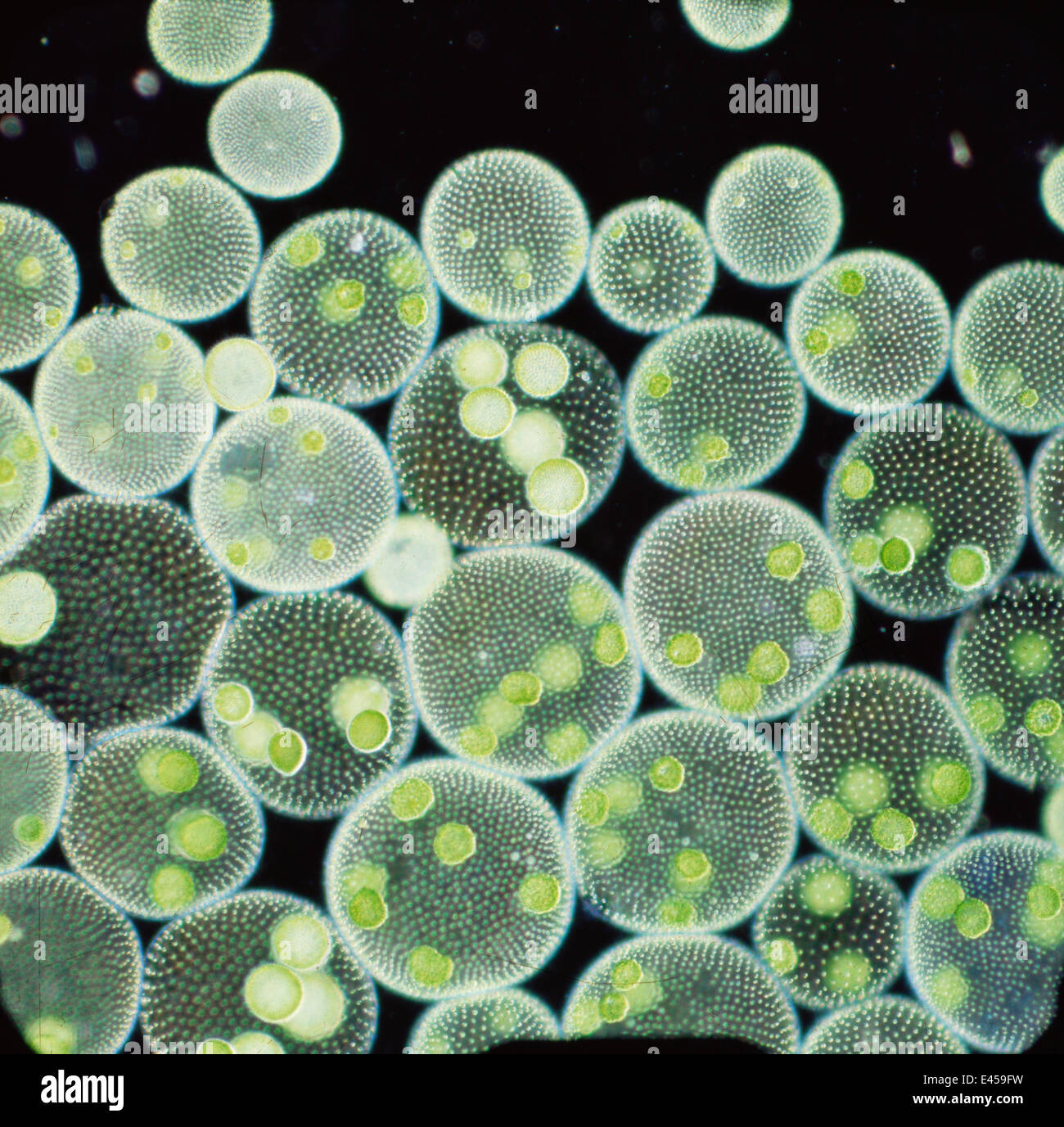 {Volvox} protozoa growing at water surface in sunlight, UK Stock Photo ...