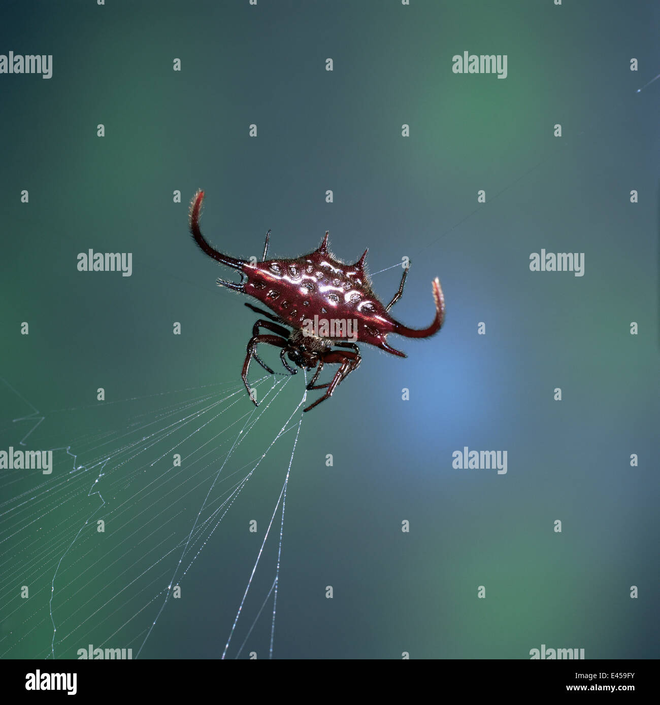 Gasteracantha genus hi-res stock photography and images - Alamy