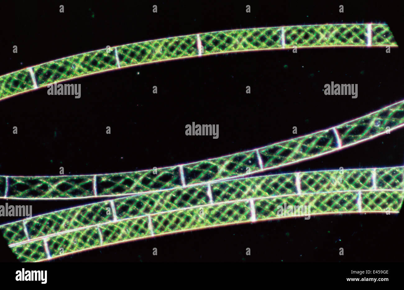 Spirogyra cell hi-res stock photography and images - Alamy