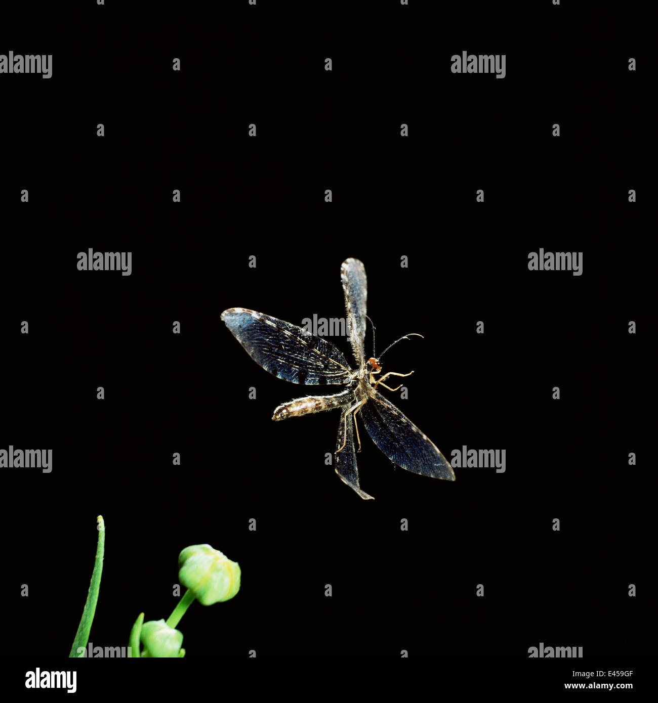 Giant lacewing taking off {Osmylus fulvicephalus} Europe Stock Photo ...