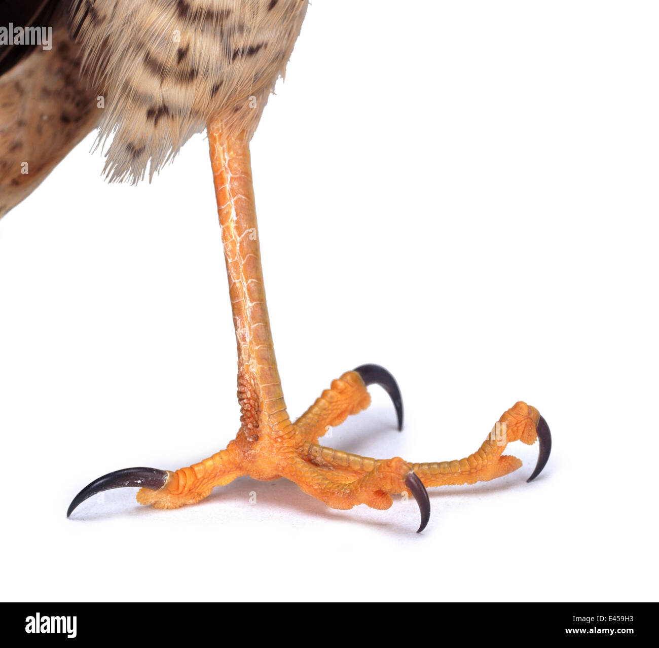 Sparrowhawk {Accipiter nisus} foot and talon. Captive, UK Stock Photo ...