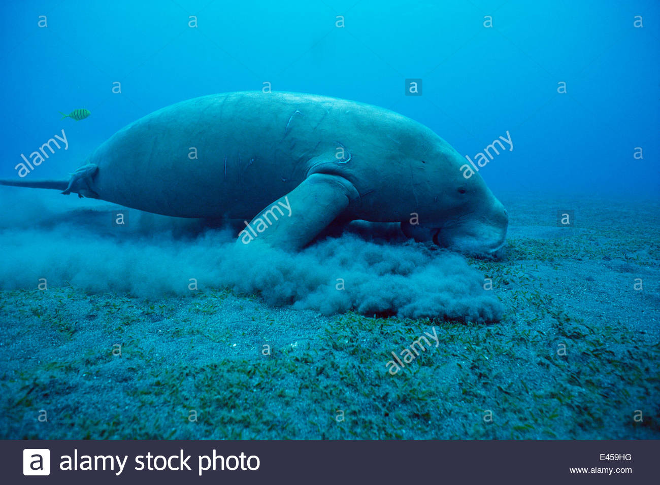 Dugong Feeding Stock Photos & Dugong Feeding Stock Images - Alamy