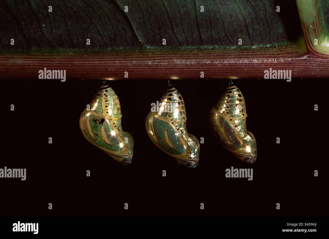 Tiger butterfly {Tithorea harmonia} chrysalids on leaf stem. Amazon ...