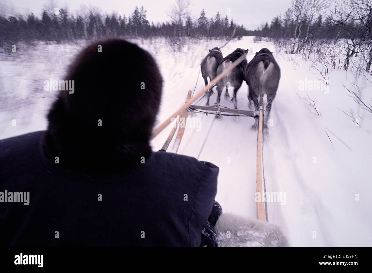 Traditional reindeer sledge / troika, Nenets, Kanin Peninsula, Russia ...