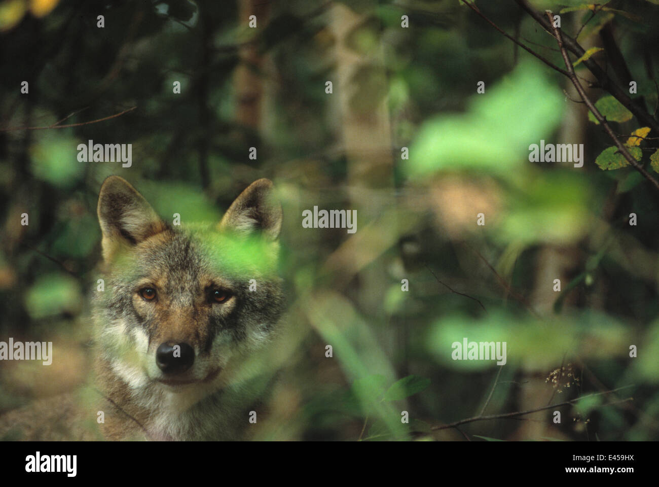European grey wolf captive {Canis lupus} Transsylvania, Romania Stock ...