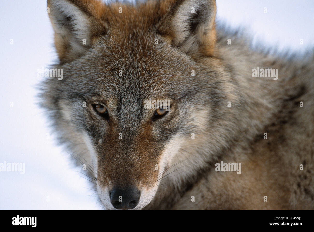 Grey Wolf Face Side