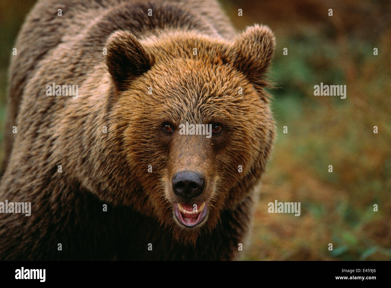 Swedish bear hi-res stock photography and images - Alamy