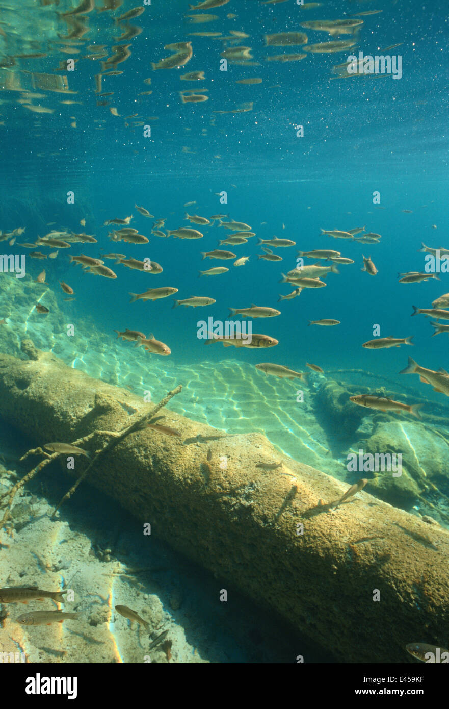 Cephalus hi-res stock photography and images - Alamy