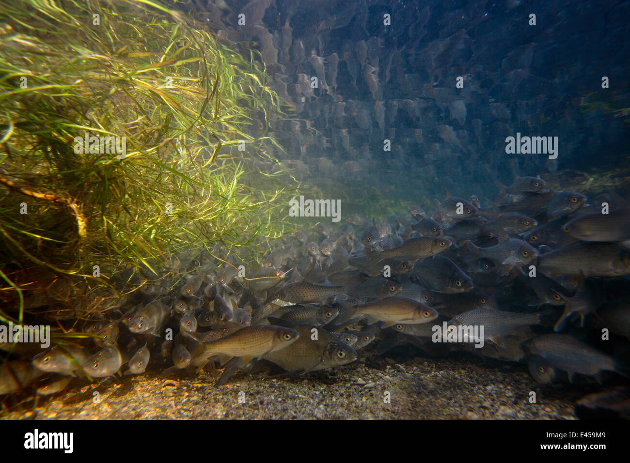 Freshwater fish european roach hi-res stock photography and images - Alamy