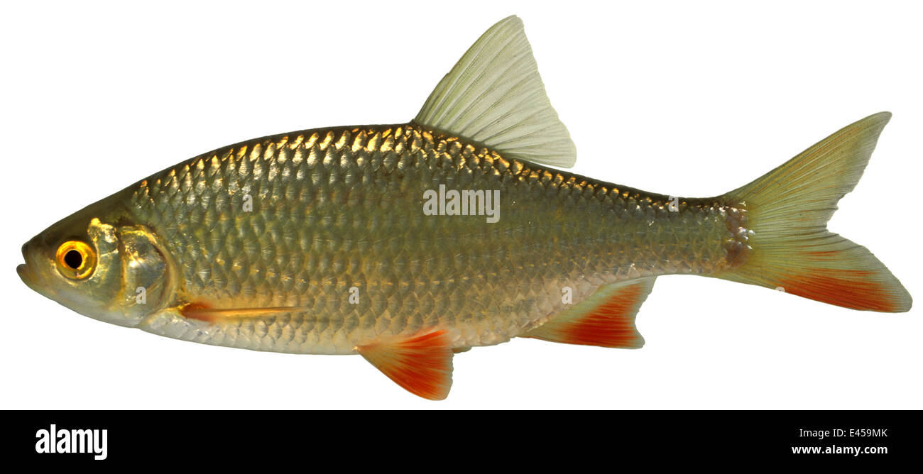 Scardinius erythrophthalmus Cut Out Stock Images & Pictures - Alamy