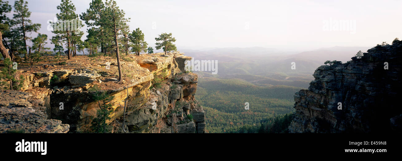 Ponderosa pines {Pinus ponderosa}, Promontory Butte on General George ...