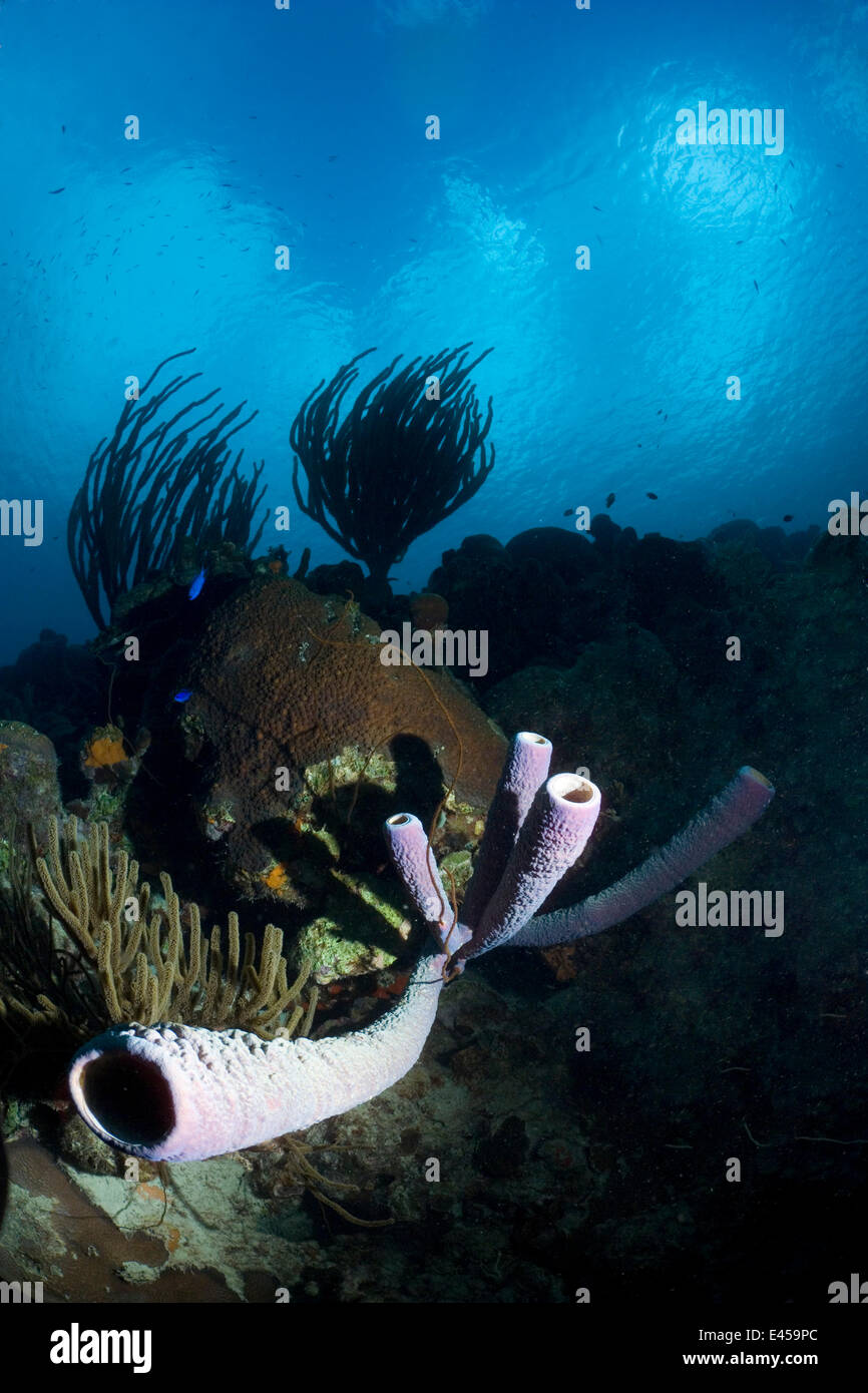 Stove pipe sponge (Aplysina archeri) Caribbean photographed during ...